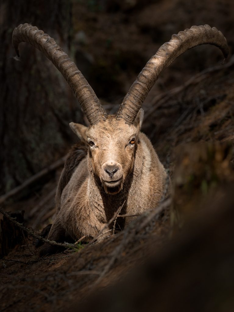 Steinböcke in Pontresina | Digezz