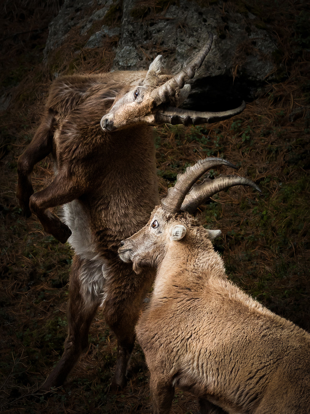 Steinböcke in Pontresina | Digezz