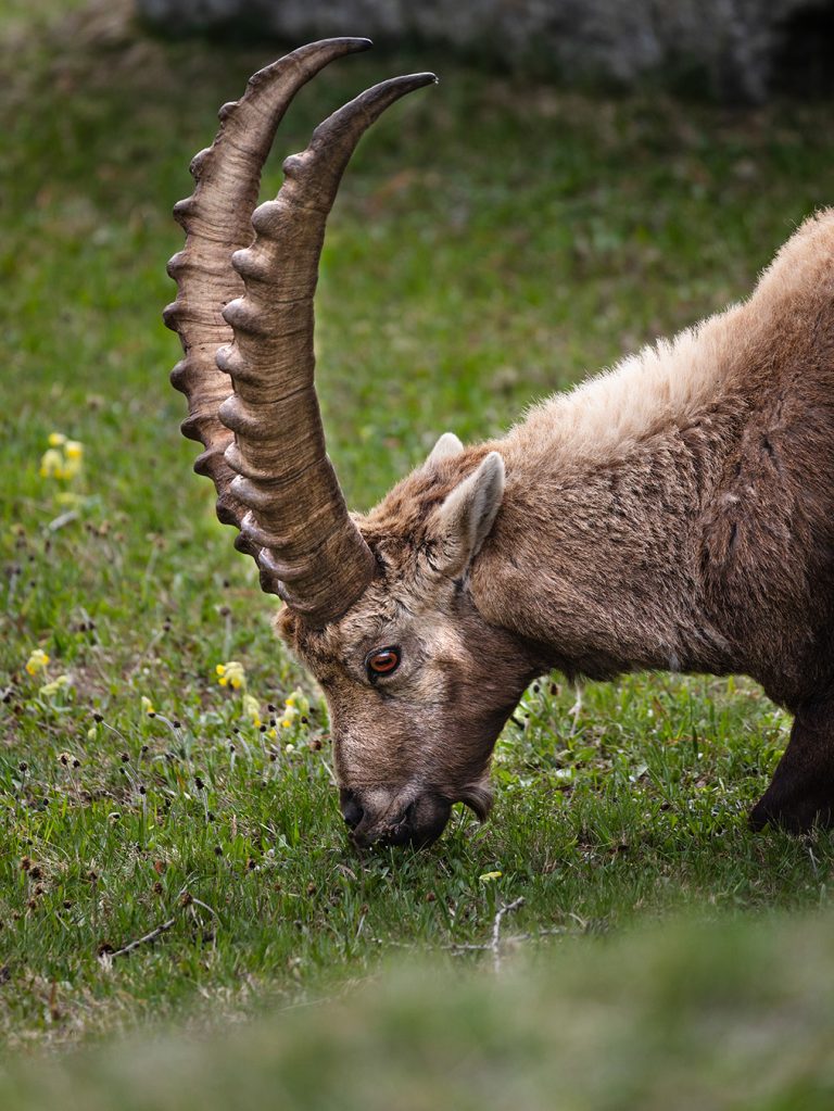 Steinböcke in Pontresina | Digezz