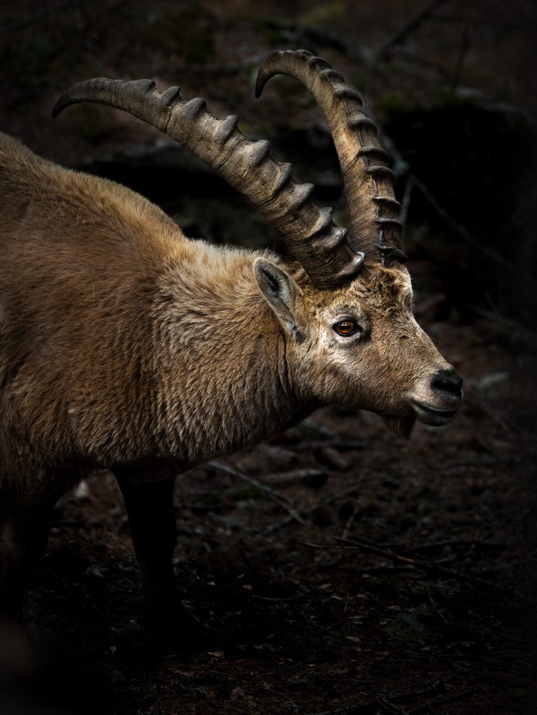 Steinböcke in Pontresina | Digezz